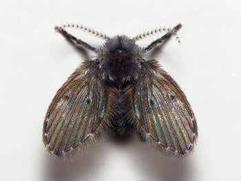 De wc-motmug is verkozen tot 'Insect van het Jaar 2023' - Dierplagenshop
