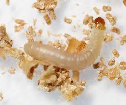 levensmiddelenmotten - Dierplagenshop