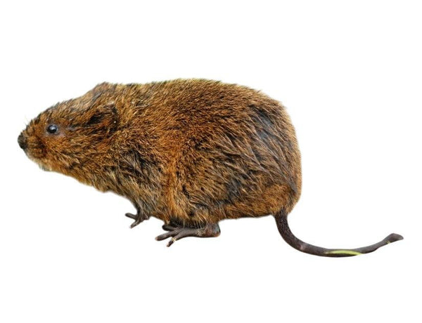 Woelratten: Schade in Tuinen en Landbouwgebieden - Dierplagenshop